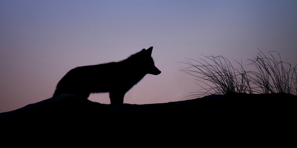 What You Are Actually Doing When You Are Being the Lone Wolf